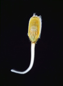 腕足動物門 | Corvet Photo Agency