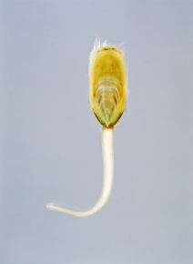 腕足動物門 | Corvet Photo Agency